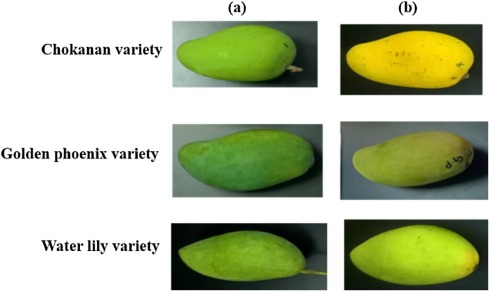 mango ripeness and species Object Detection Dataset and Pre-Trained Model by Mango
