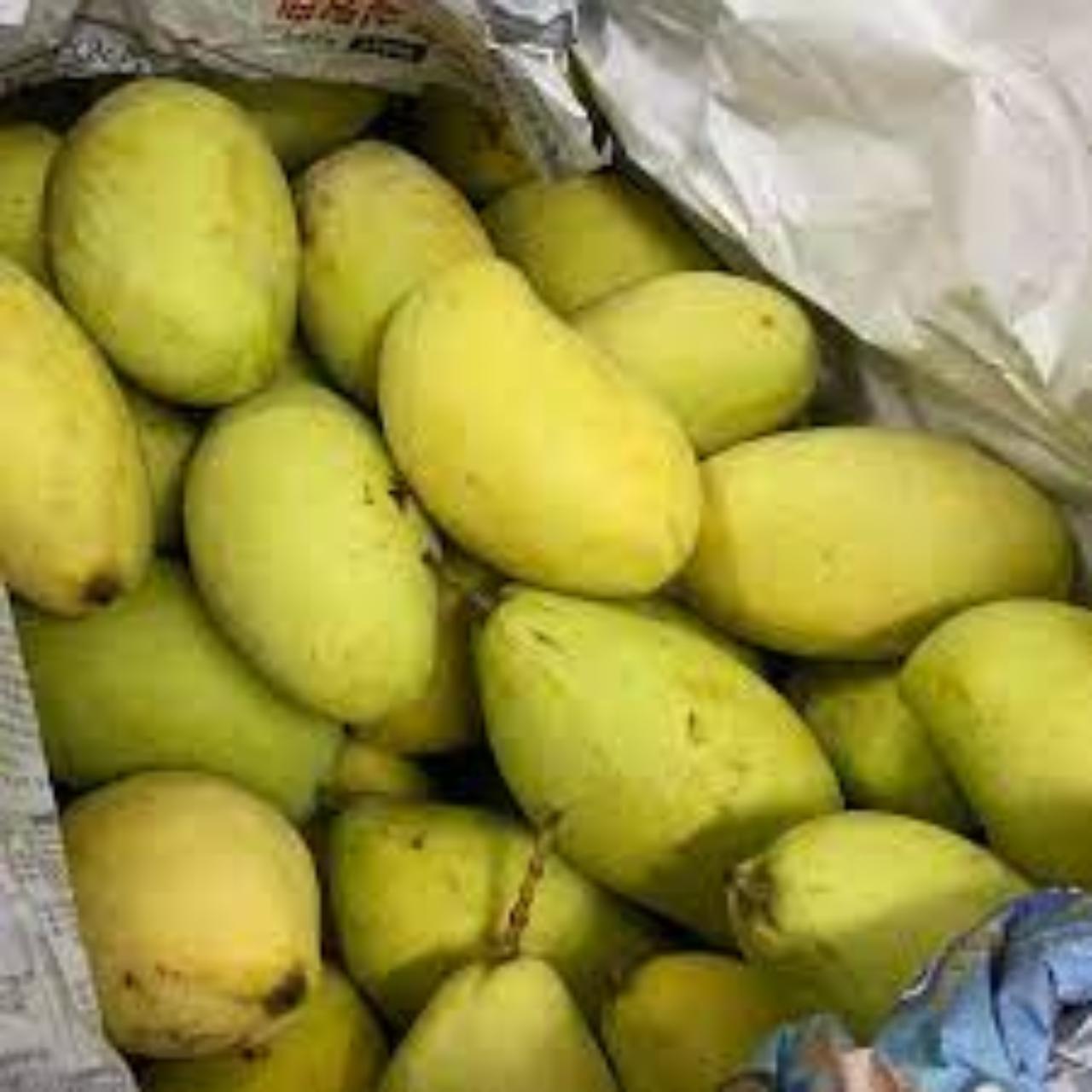 Mango Object Detection Dataset And Pre Trained Model By Mango