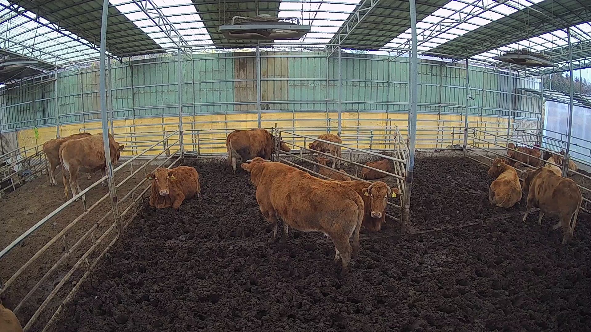 cow_pig_object_detection Object Detection Dataset by pyh2908@gmail.com