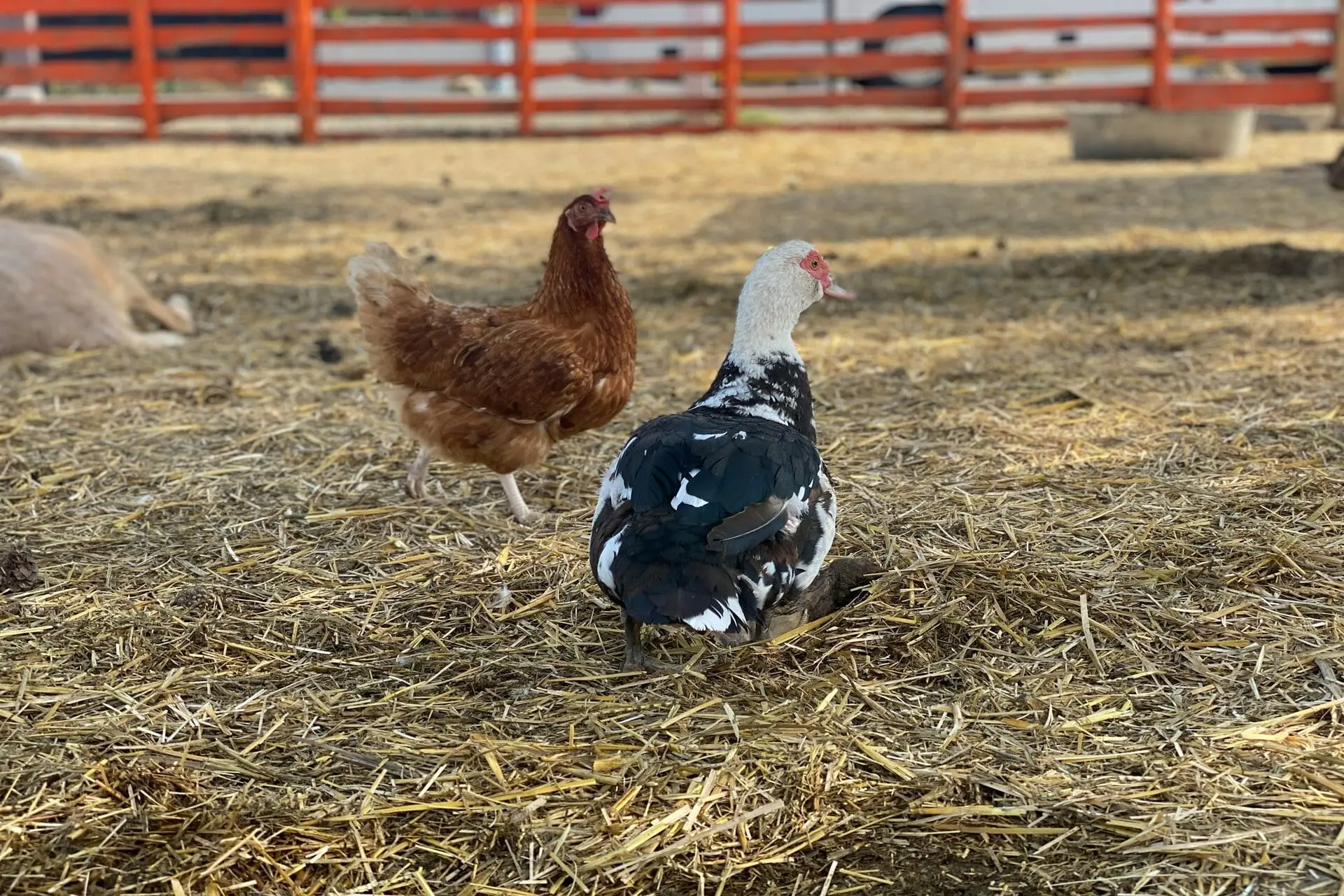 duck&chickens Object Detection Dataset by Alan Ang