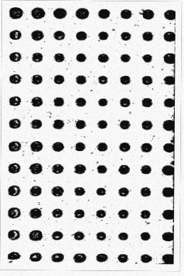 BW SPOT Object Detection Dataset by Microbio
