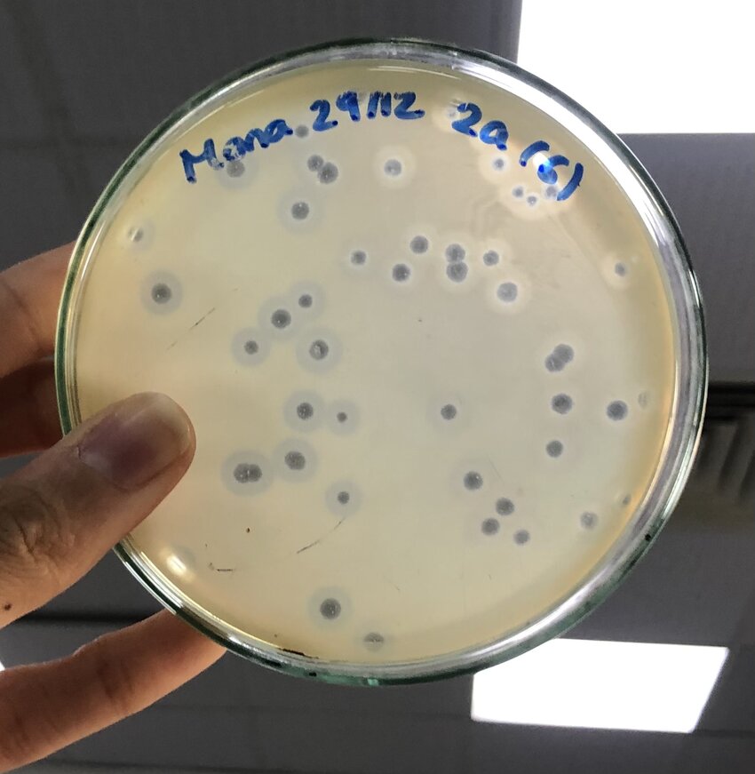 Mini-plaque Object Detection Model by Microbio