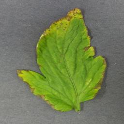 YOLOv8_Classification Classification Model by trung