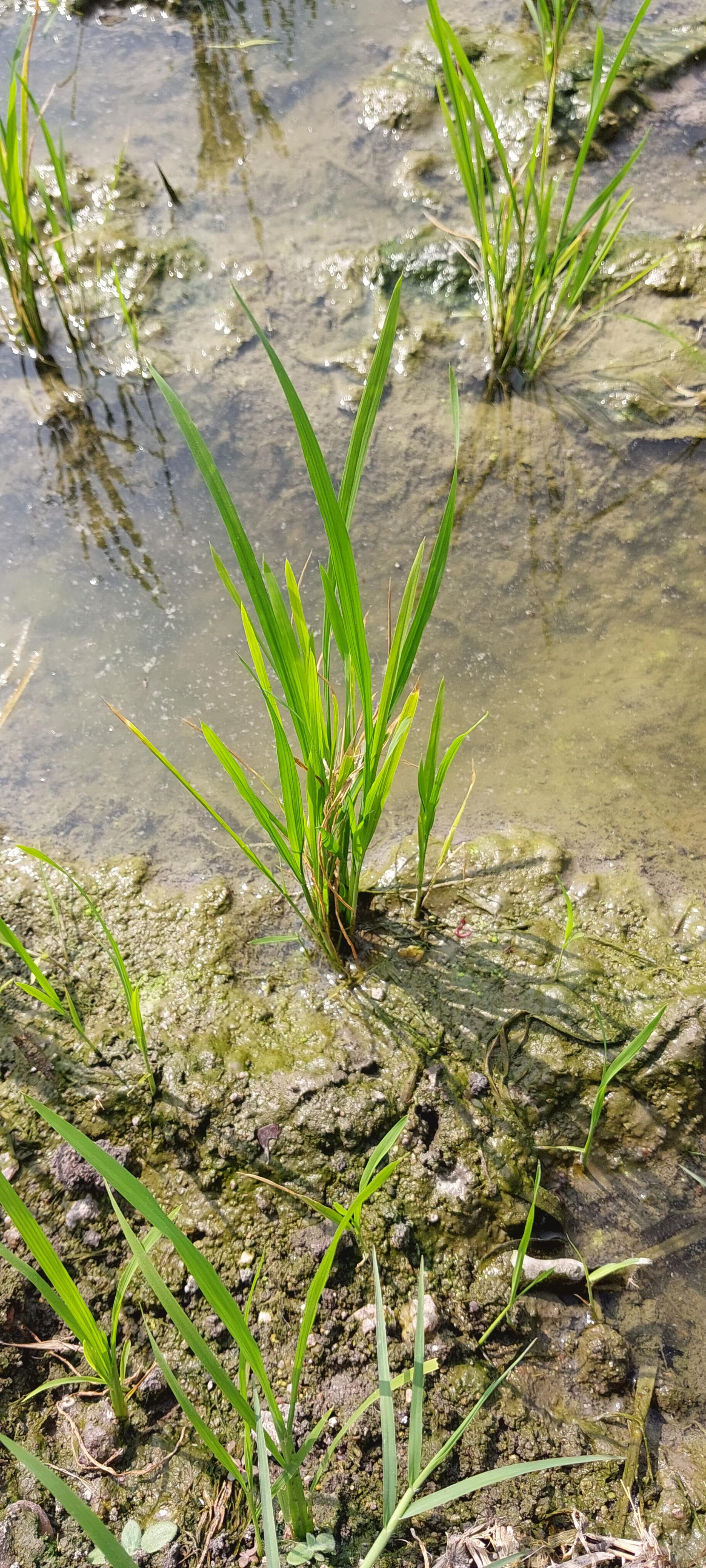 Paddy Plant labelling Object Detection Dataset by Capstone