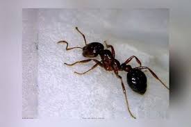 Identify ants Object Detection Dataset by Identify ants