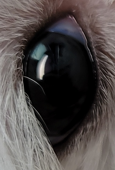 dog eye Object Detection Dataset by suncheon university