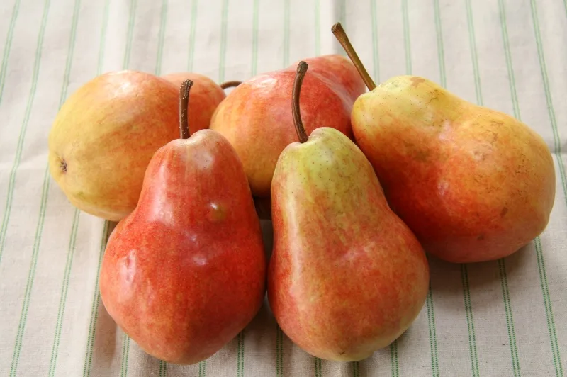 Apple Pear Object Detection Dataset And Pre Trained Model By 20242b