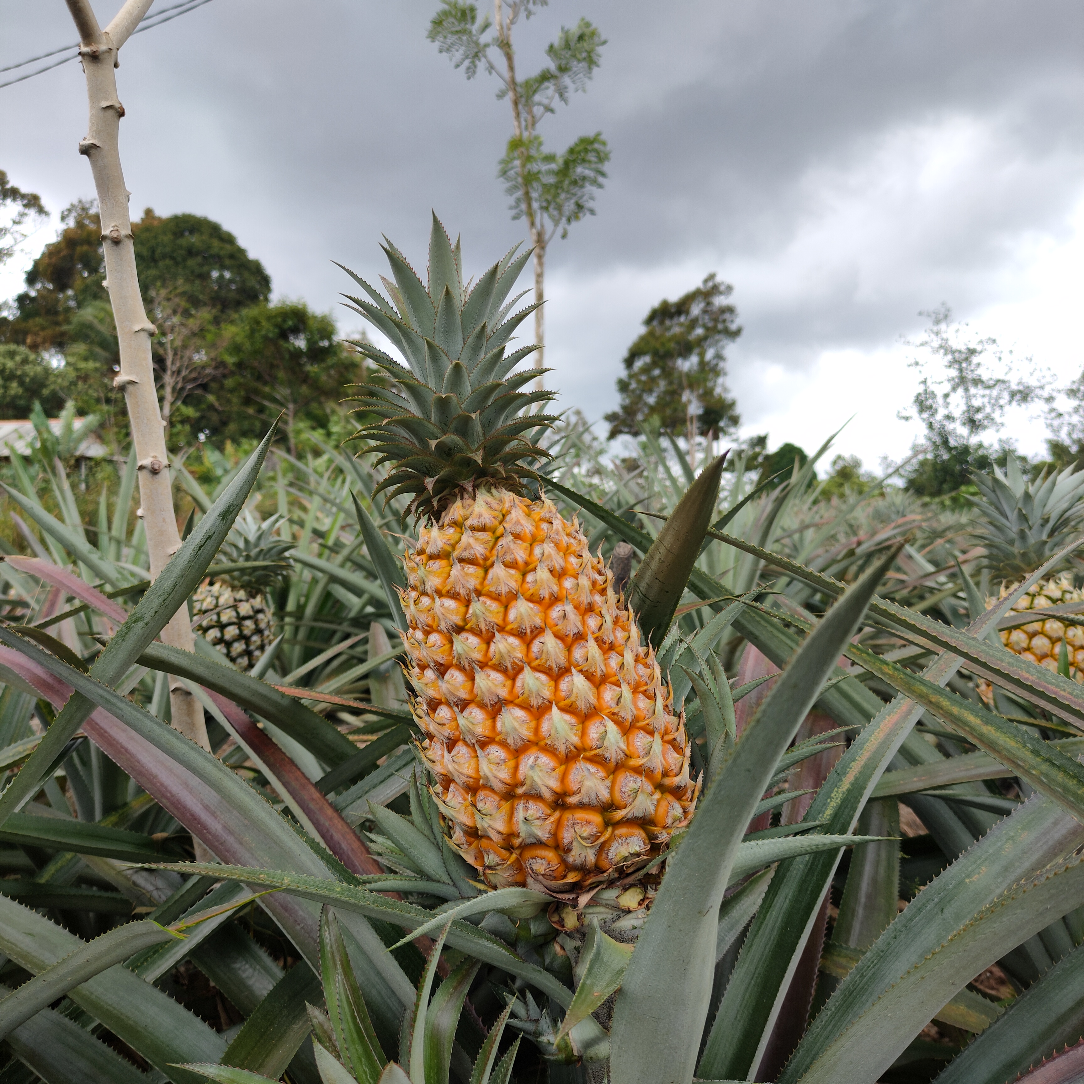 Pineapple Object Detection Model by Pertiba