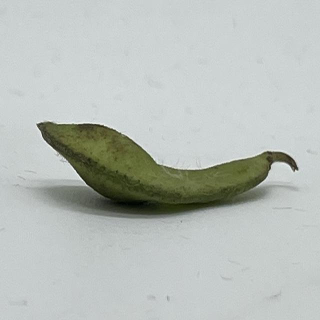 Edamame Object Detection Dataset By Ritsumeikan Univeristy