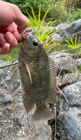 Alien Fish Classification Object Detection Model by Alien Fish