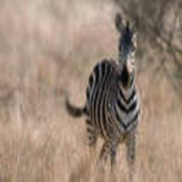 animals_model Object Detection Dataset and Pre-Trained Model by Matheus Workspace