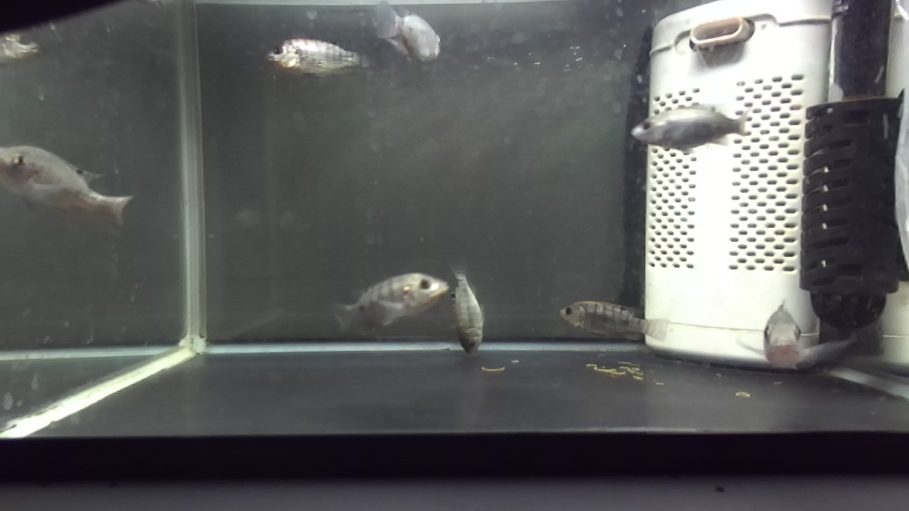 segment_fish Instance Segmentation Dataset by tomo