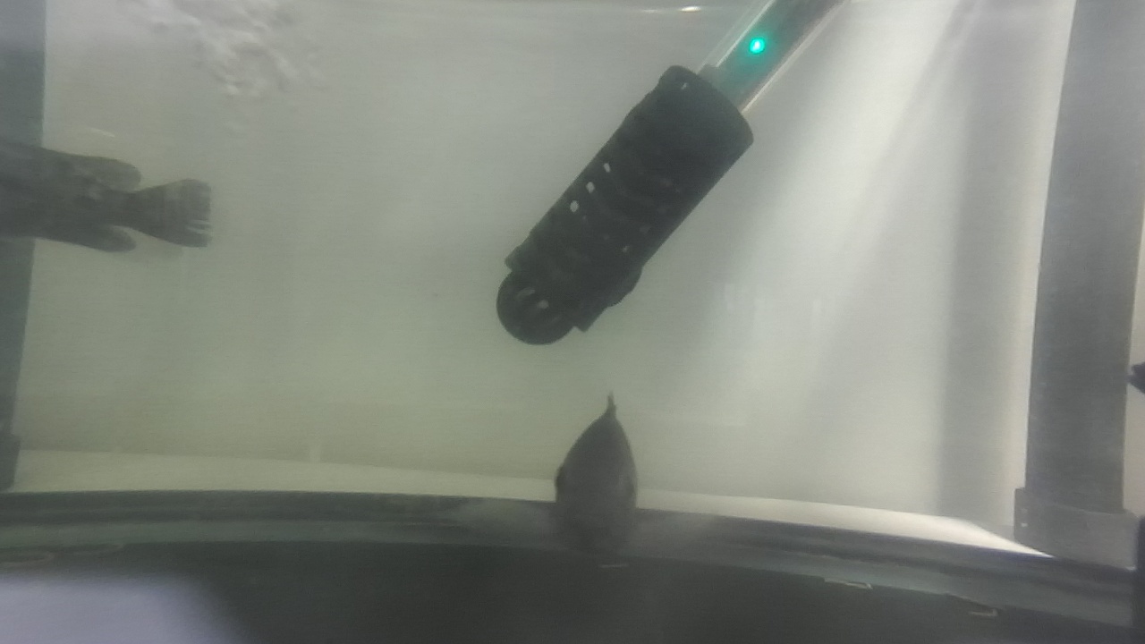 fish Instance Segmentation Dataset and Pre-Trained Model by tomo