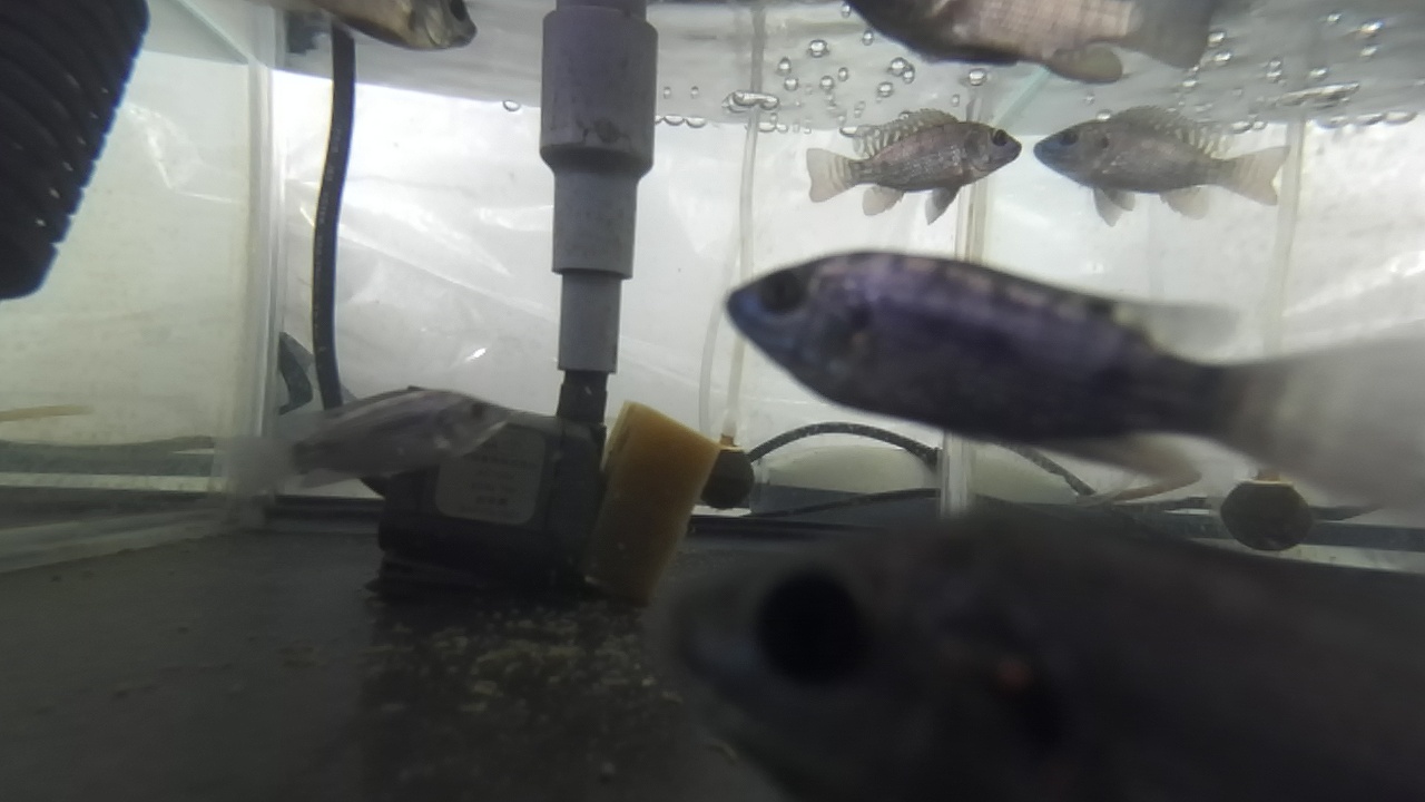 fish Instance Segmentation Dataset and Pre-Trained Model by tomo