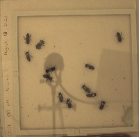 bee labeling - Roboflow Universe