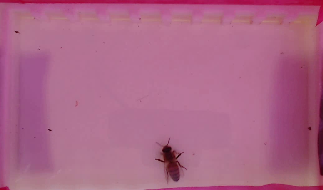 Bee Detection V3 Object Detection Dataset And Pre Trained Model By Bee