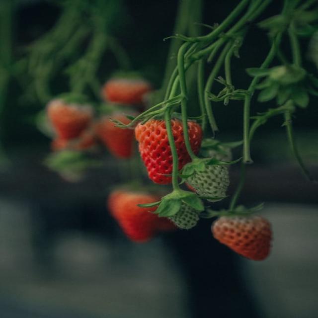 Strawberry Ripeness Object Detection Dataset By Vtg