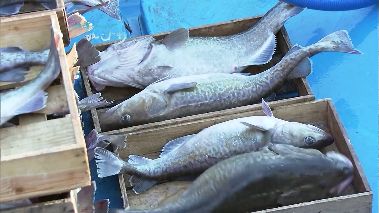 Korean Fish Detection - Roboflow Universe