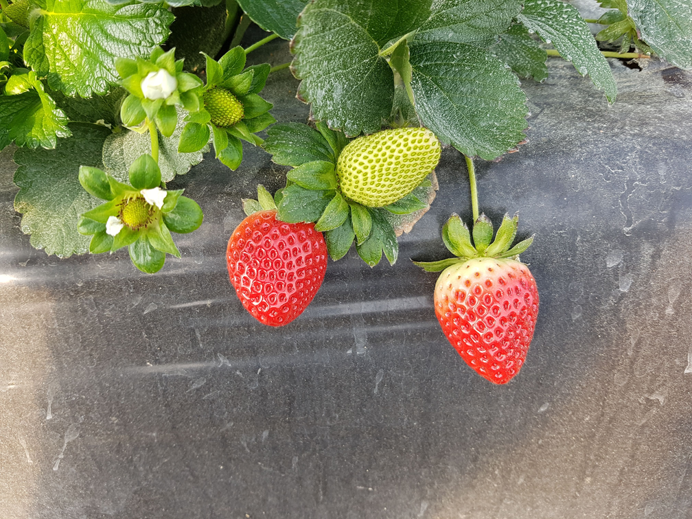 Strawberry Machine Object Detection Model By Strawberrymachine