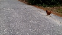 Chicken Detection and Tracking Object Detection Model by Chickens