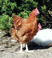 Chicken Detection and Tracking Object Detection Model by Chickens