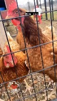 Chicken Detection and Tracking Object Detection Model by Chickens
