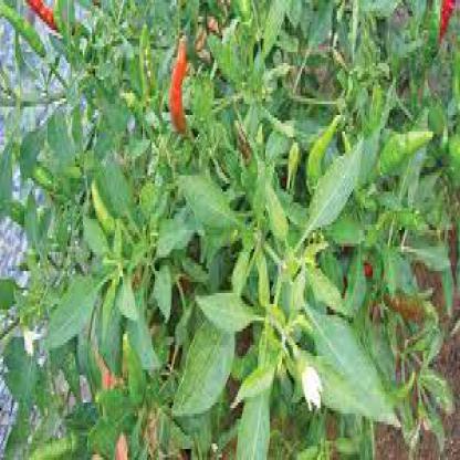 Chilli Detection Object Detection Model by Universiti Teknologi Malaysia