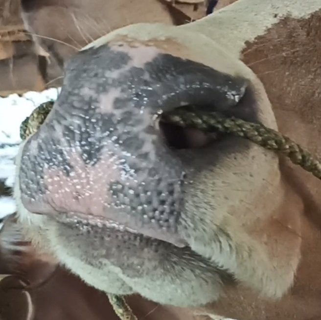 cattemuzzle Instance Segmentation Dataset and Pre-Trained Model by projects