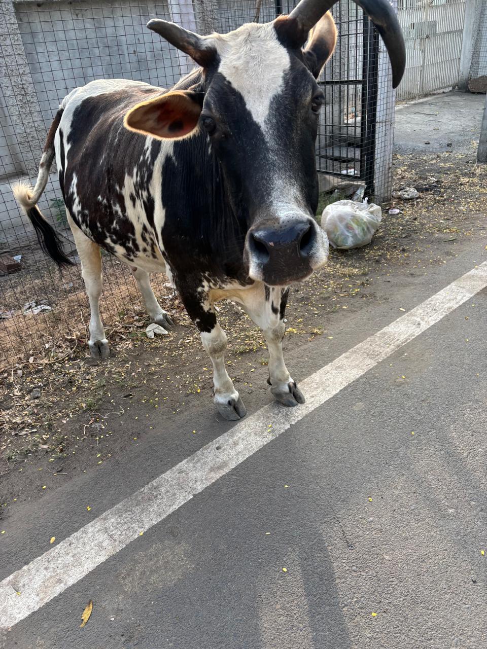 cattle_muzzle_detector Object Detection Dataset and Pre-Trained Model by projects