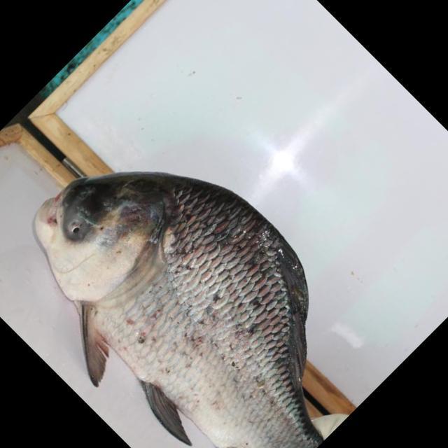 fishh Object Detection Dataset and Pre-Trained Model by SERHAT HALMAN