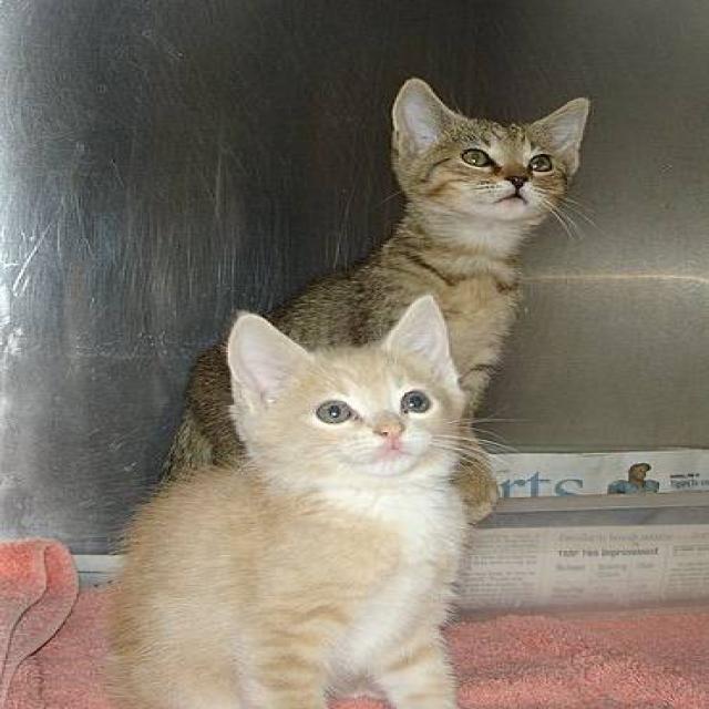 MERSI LAB - Roboflow Universe