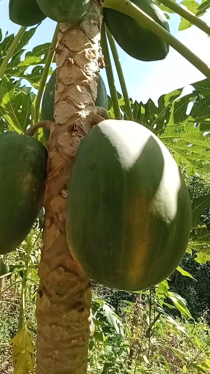 PAPAYA Instance Segmentation Dataset by SIGN L