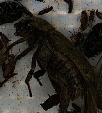 taidi_test2 Object Detection Dataset by Dseid