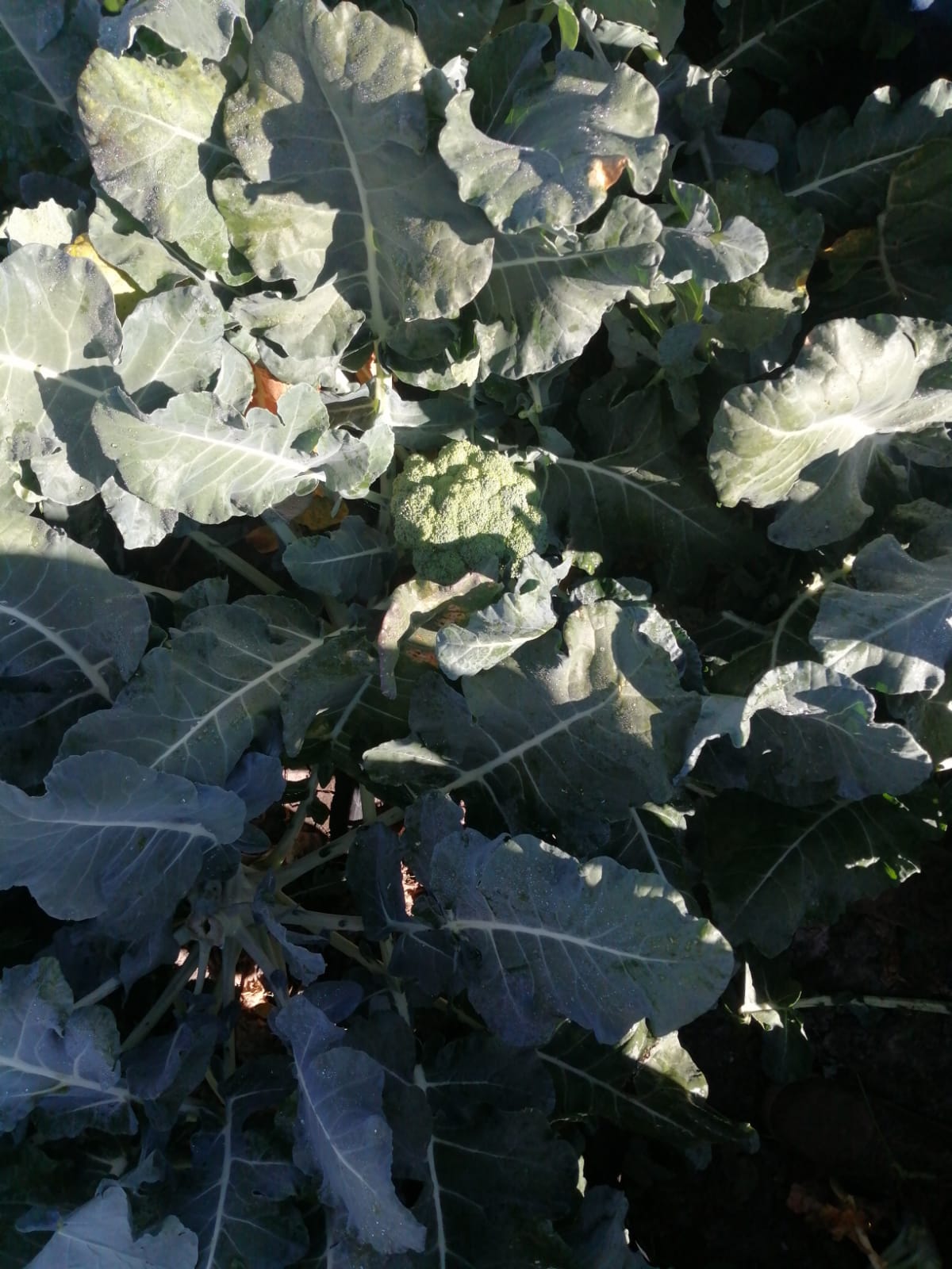 Broccoli Detection Object Detection Model by Paulina