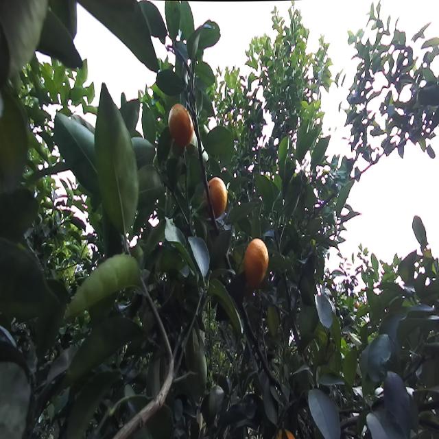 ripen-unripen Object Detection Dataset and Pre-Trained Model by Zohaibs Workspace