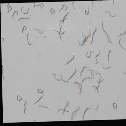 coco segment Instance Segmentation Dataset and Pre-Trained Model by ...