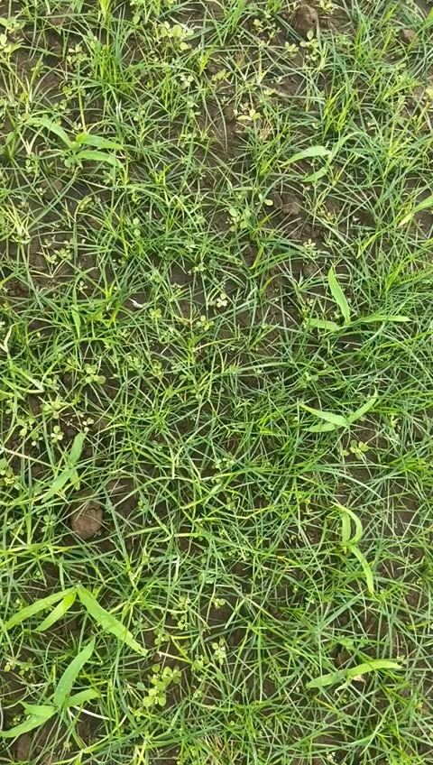 Weeding detection Object Detection Dataset and Pre-Trained Model by weed detection