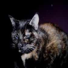 Deteksi Wajah Kucing Object Detection Dataset by CatCareCalici