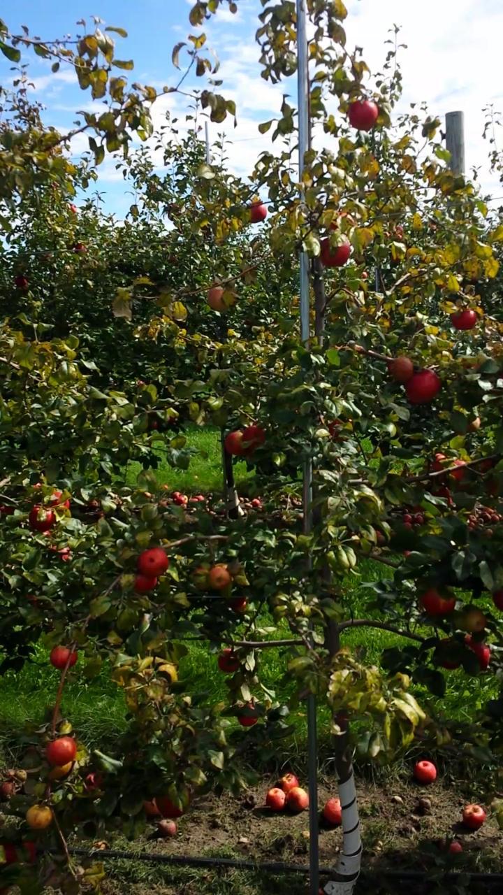 MinneApple Object Detection Dataset by dissertation