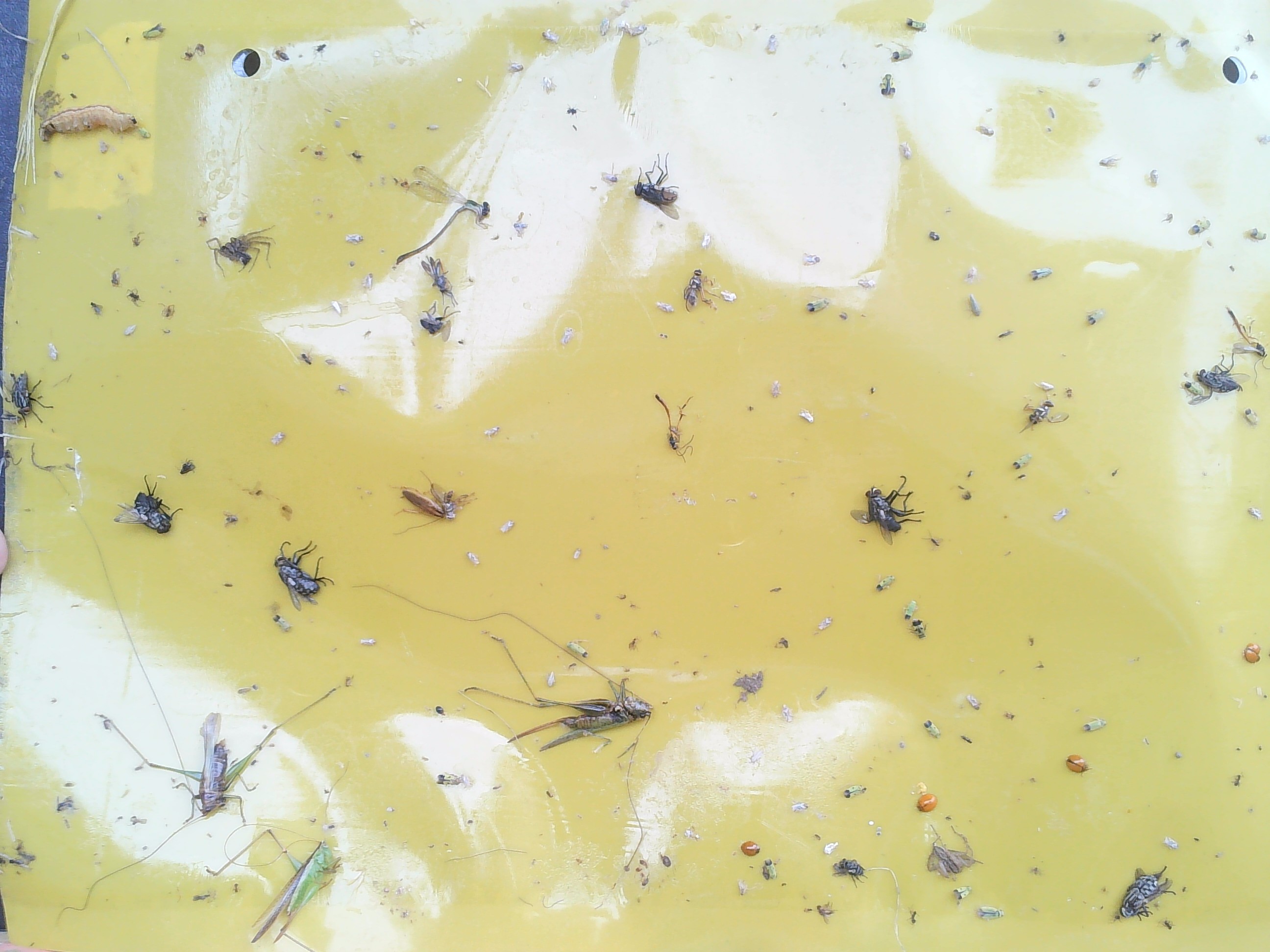 rice-field-insect-detection Object Detection Dataset by Hokoris workspace