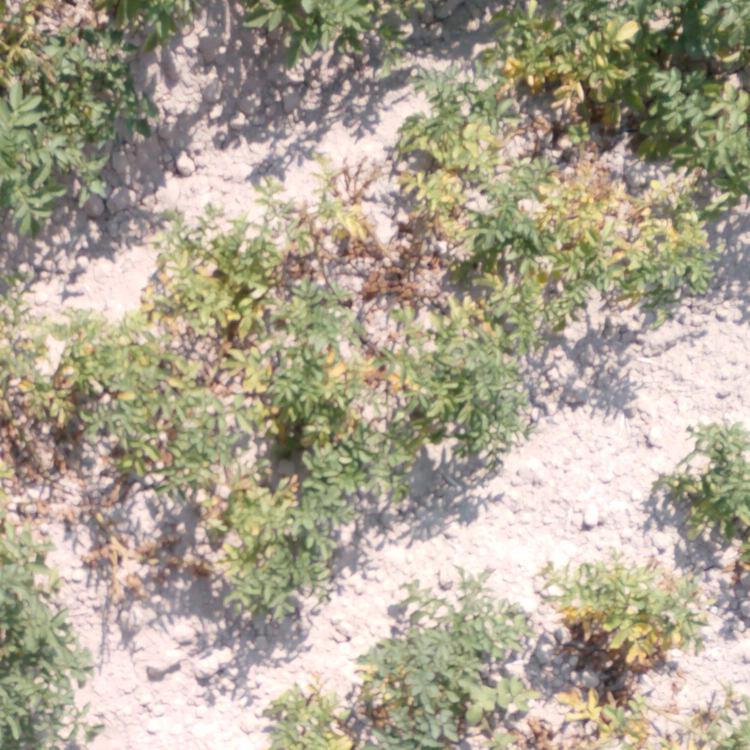 Potato Instance Segmentation Dataset by Summer Project