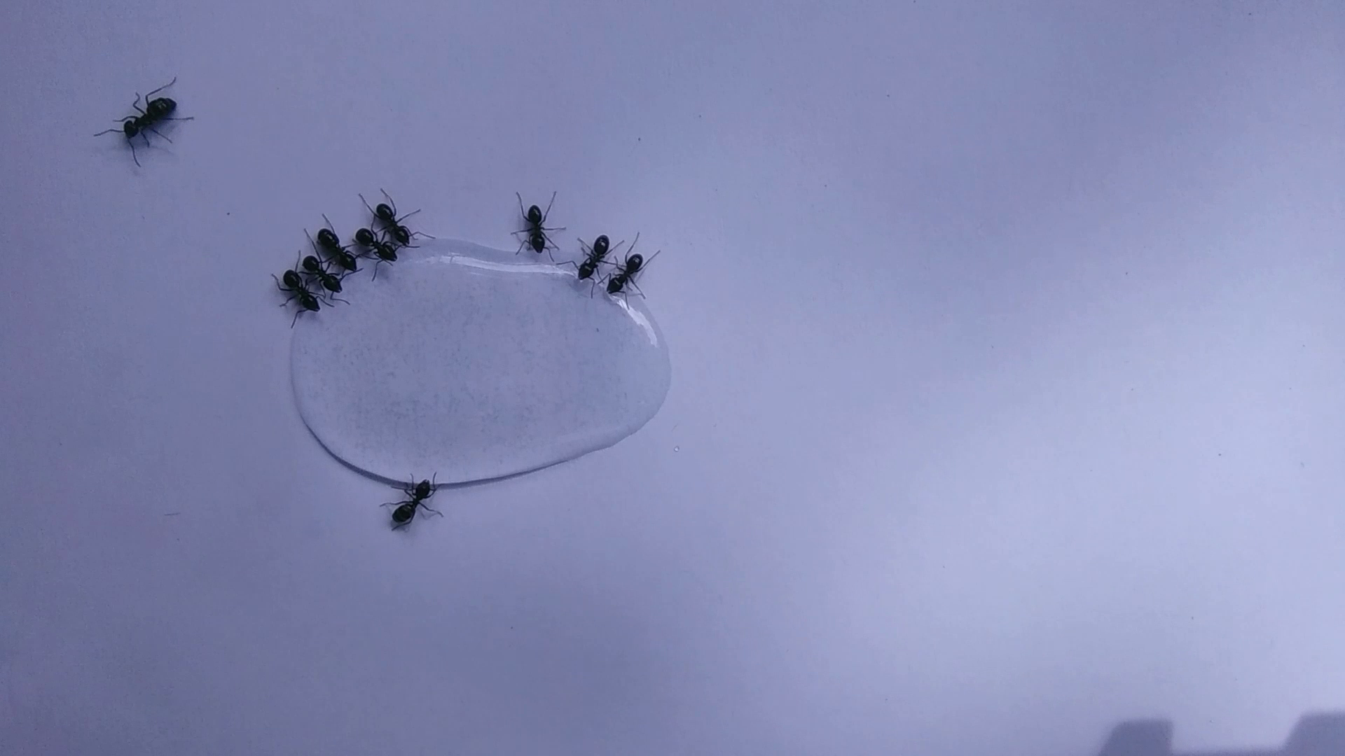 Ant Detection Instance Segmentation Dataset And Pre Trained Model By Projects