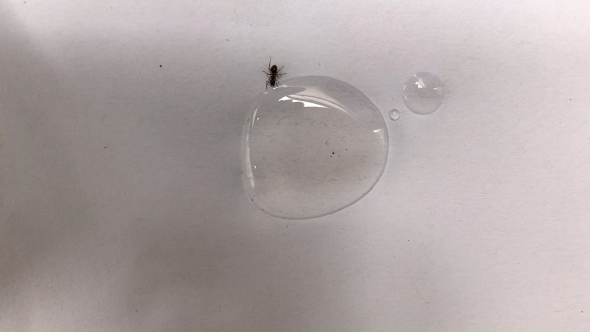 Ant Tracking Object Detection Dataset by Projects