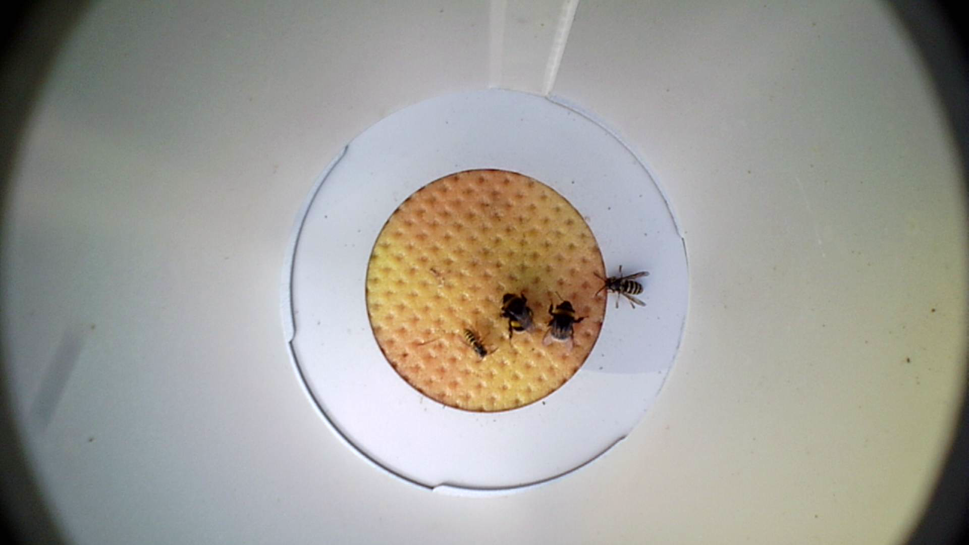 Bumble Bee Project Object Detection Dataset and Pre-Trained Model by Projects