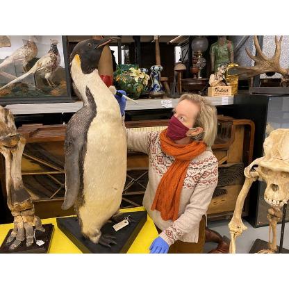 penguinattack Object Detection Dataset and Pre-Trained Model by penguin