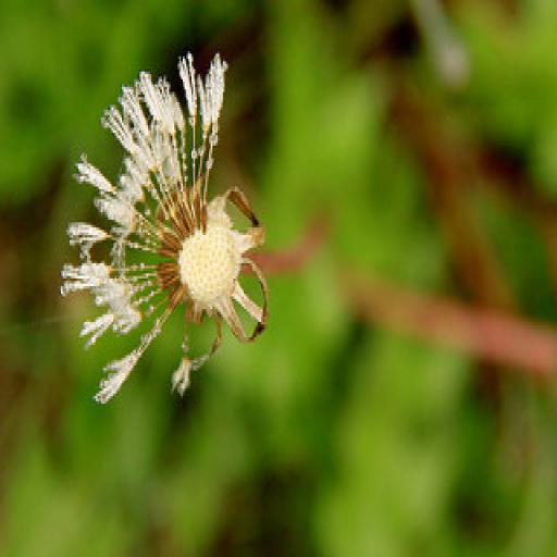 Flower Classification Classification Dataset by Test