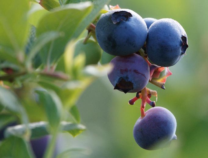 auto-generated-dataset-7 Instance Segmentation Dataset by camvicom