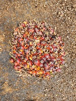 FFB Grading - Roboflow Universe