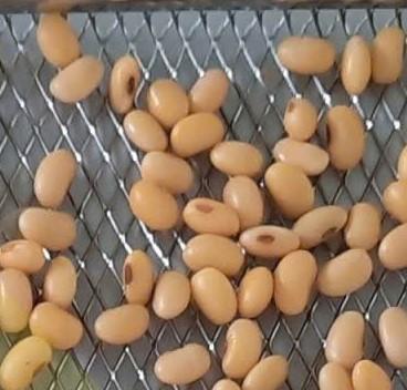 Beancount Object Detection Model by ddd