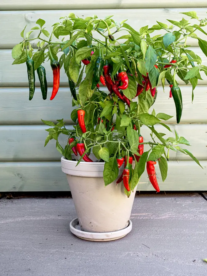 bandlamudi2020 - Roboflow Universe